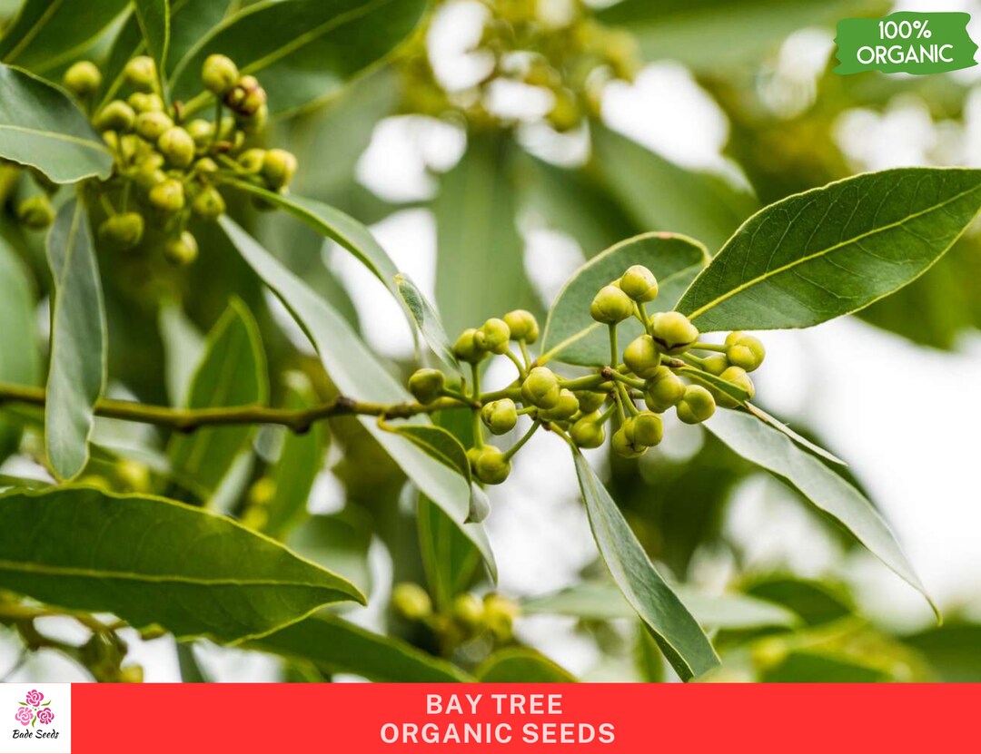 Organic Bay Tree Seeds- Daphne - Laurus Nobilis, 50 Seeds, Aromatic Bay ...