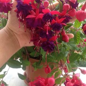 20+ Color Mix Fuchsia Seeds - Vibrant Potted Flower Seeds, Colorful ...