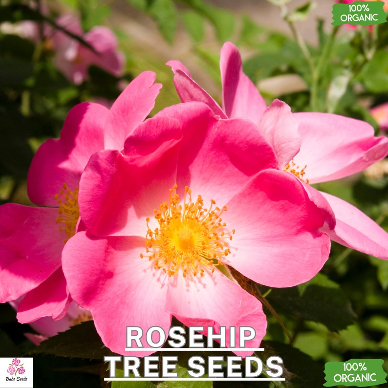 Organic Rosehip Seeds for Planting - Organic Heirloom Rosehip Seeds ...