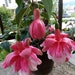 20+ Color Mix Fuchsia Seeds - Vibrant Potted Flower Seeds, Colorful ...