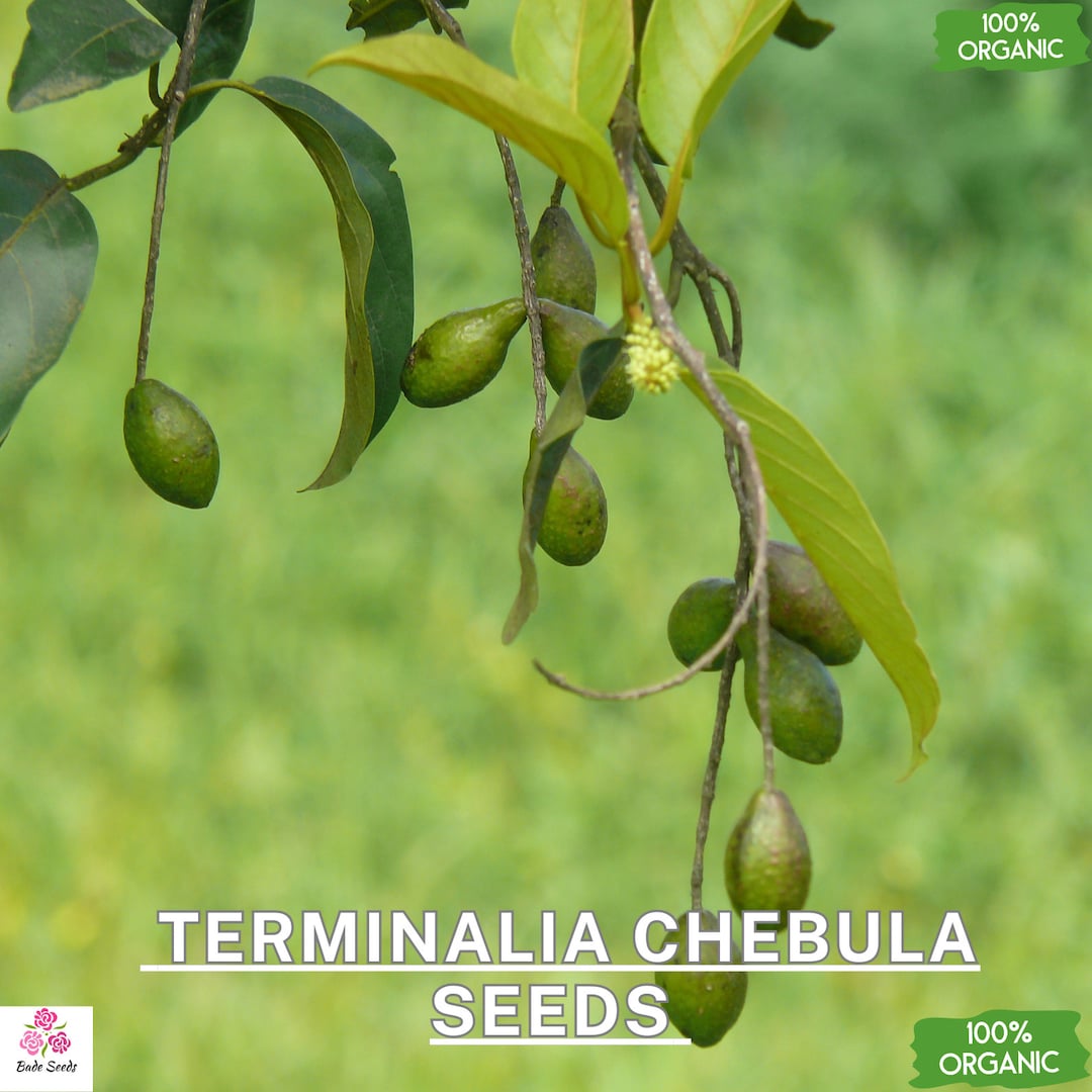 Organic Terminalia Chebula Tree Seeds - Grow Your Own Haritaki Tree ...