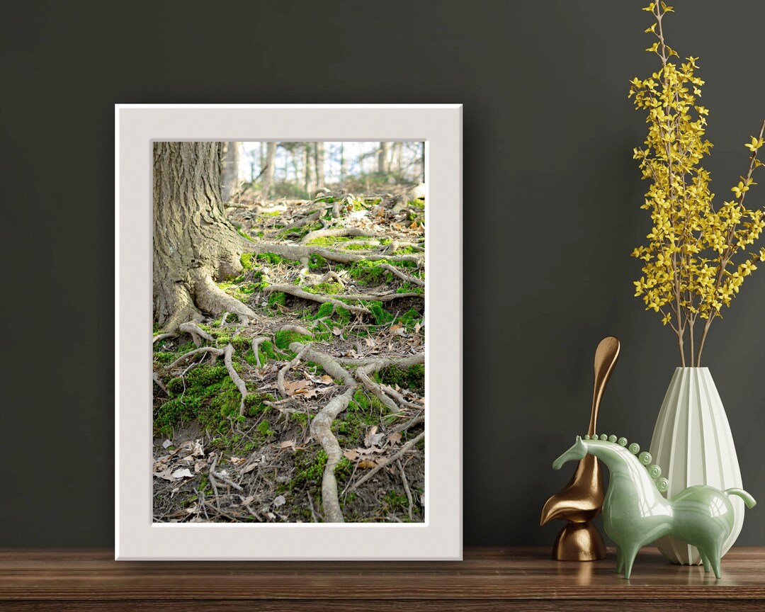 Tree Roots Art Print Spring Woodland Photography Organic Forest Nature ...