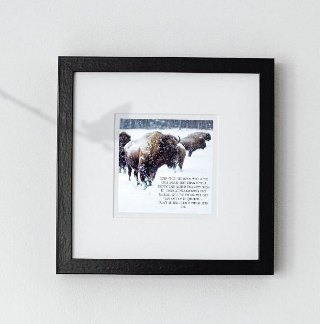 Facing the Storm A Bison's Story - Etsy