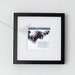 Facing the Storm - A Bison's Story - Etsy