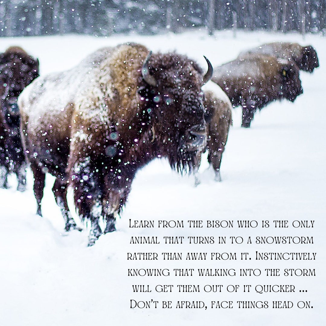 Facing the Storm - A Bison's Story - Etsy