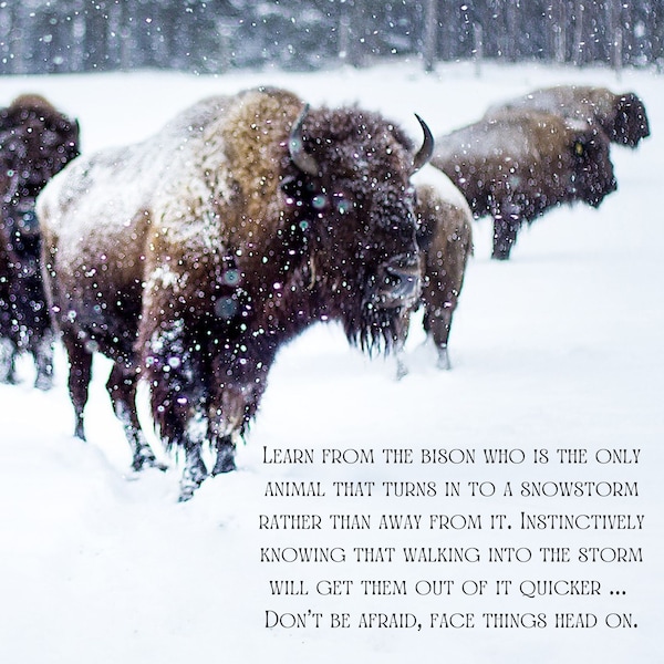 Buffalo Facing Storm - Etsy