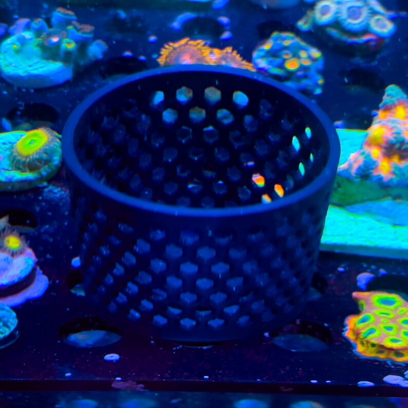 Coral Mushroom Box Keeper - 50mm Diameter 3D Printed PETG Multi-pack ...