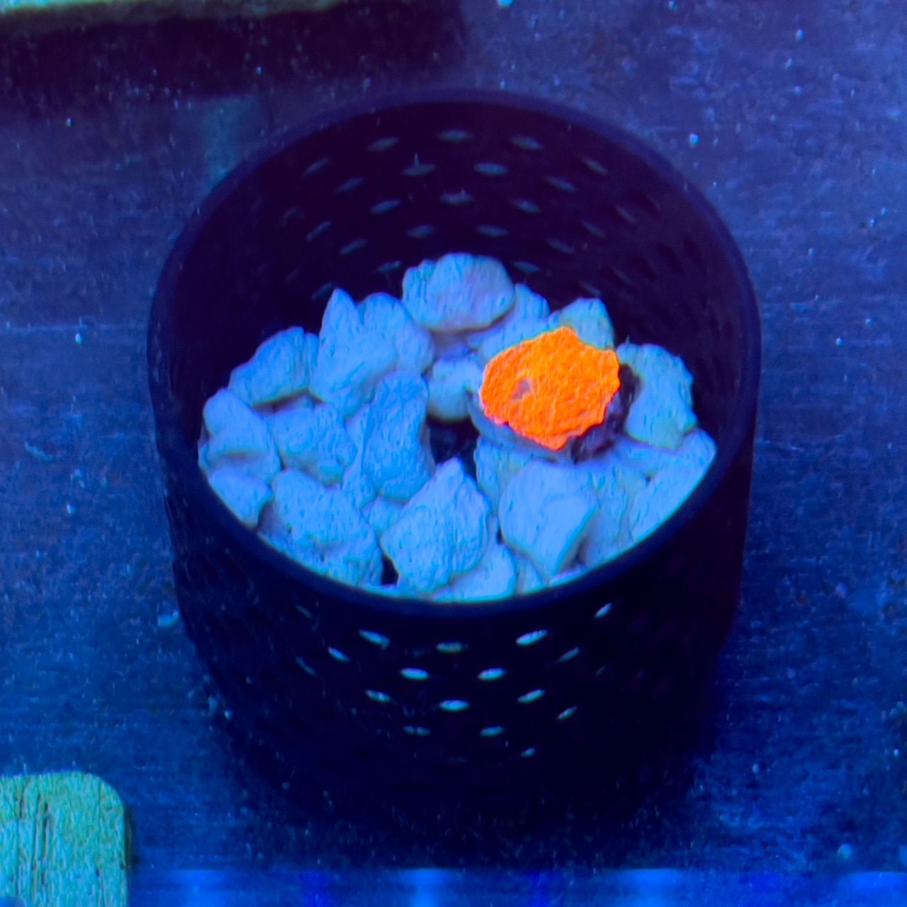 Coral Mushroom Box Keeper 50mm Diameter 3D Printed PETG Multi-pack FREE ...