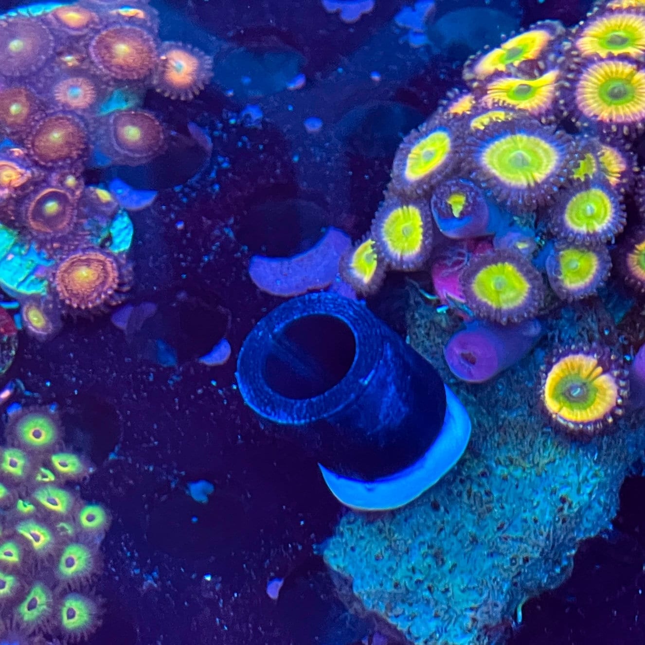 Coral Frag Holder - Rock Mount With Epoxy 3D Printed Multi-pack FREE ...