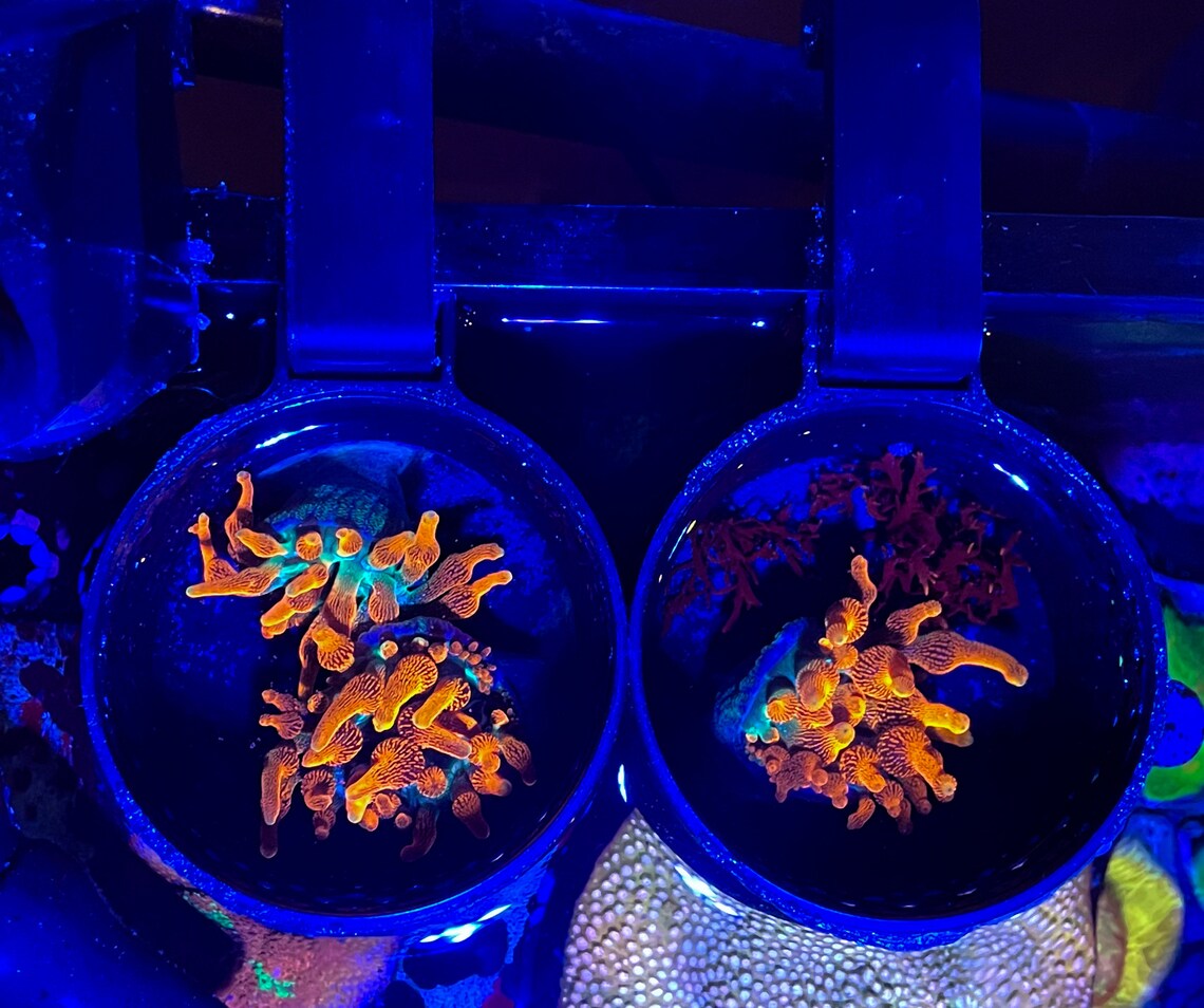 Mushroom Anemone Cage - 70mm Clamp-on, 3D Printed - Etsy