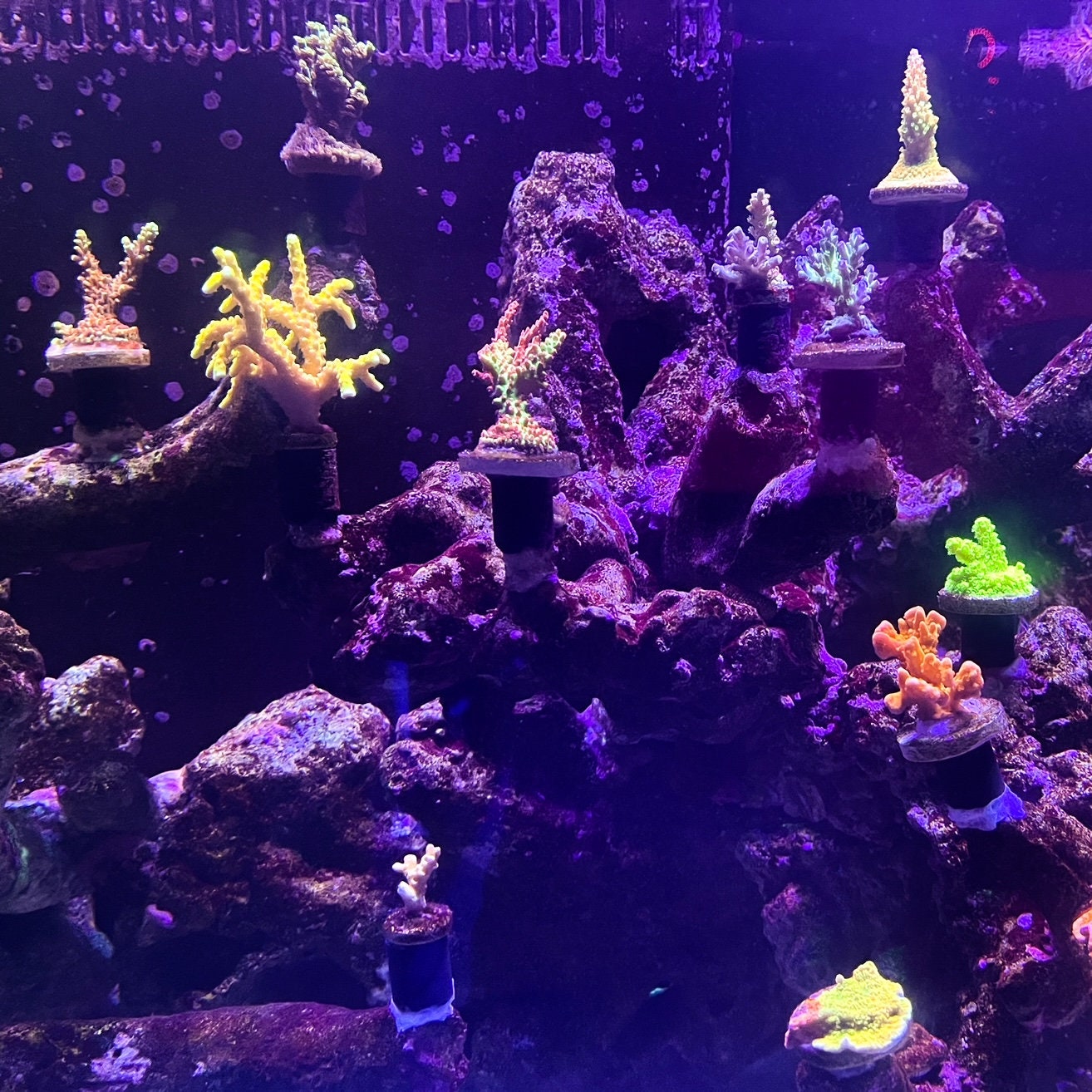 Coral Frag Holder - Rock Mount With Epoxy 3D Printed Multi-pack FREE ...