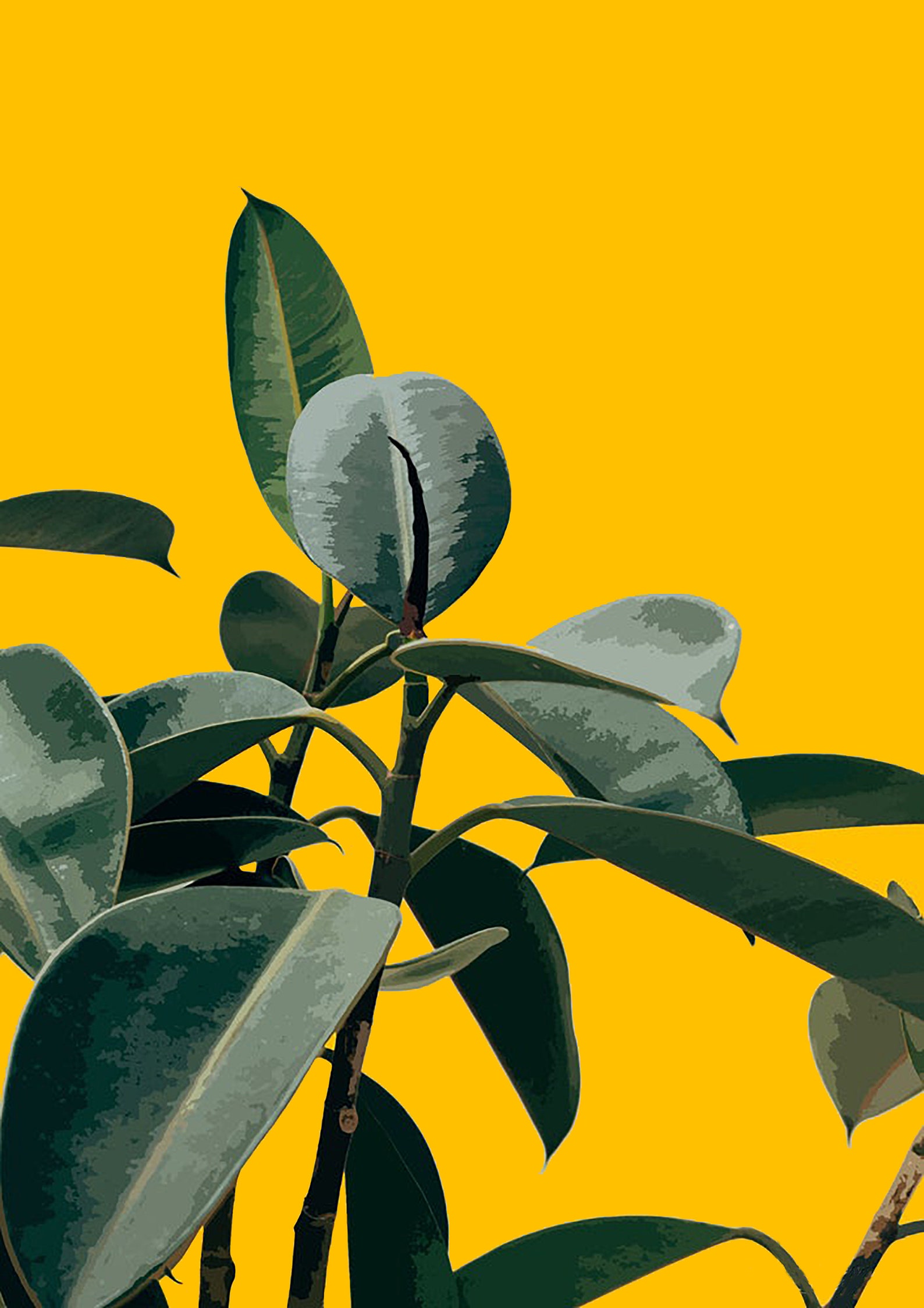 A4 Ficus Elastica (rubber Plant) Print - Golden Yellow Background - Etsy