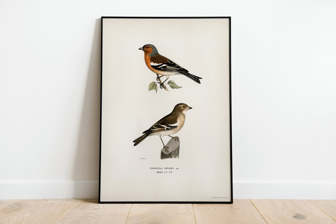 Chaffinch Bird Wall Art Print Poster | High Quality Archival Classic ...