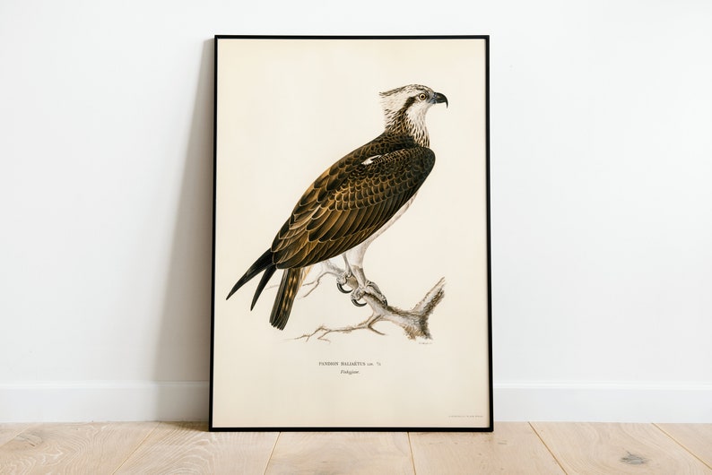 Osprey Bird of Prey Wall Art Print Poster | High Quality Archival ...