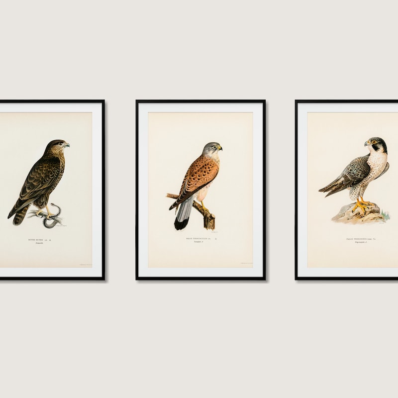 Bird Photo Poster Set - Etsy UK