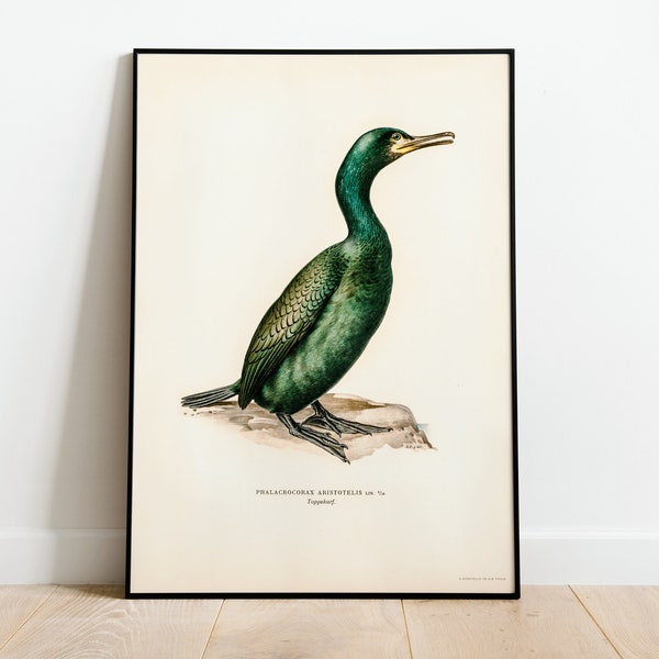 Shag Poster - Etsy