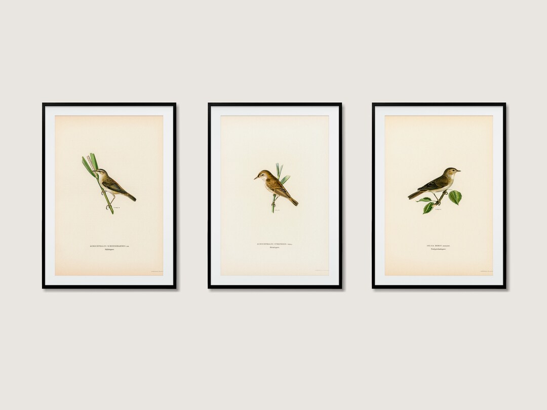 Warbler Bird Collection Wall Art Print Poster | Sedge Reed Garden ...