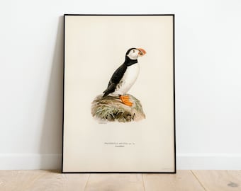Atlantic Puffin Poster - Etsy
