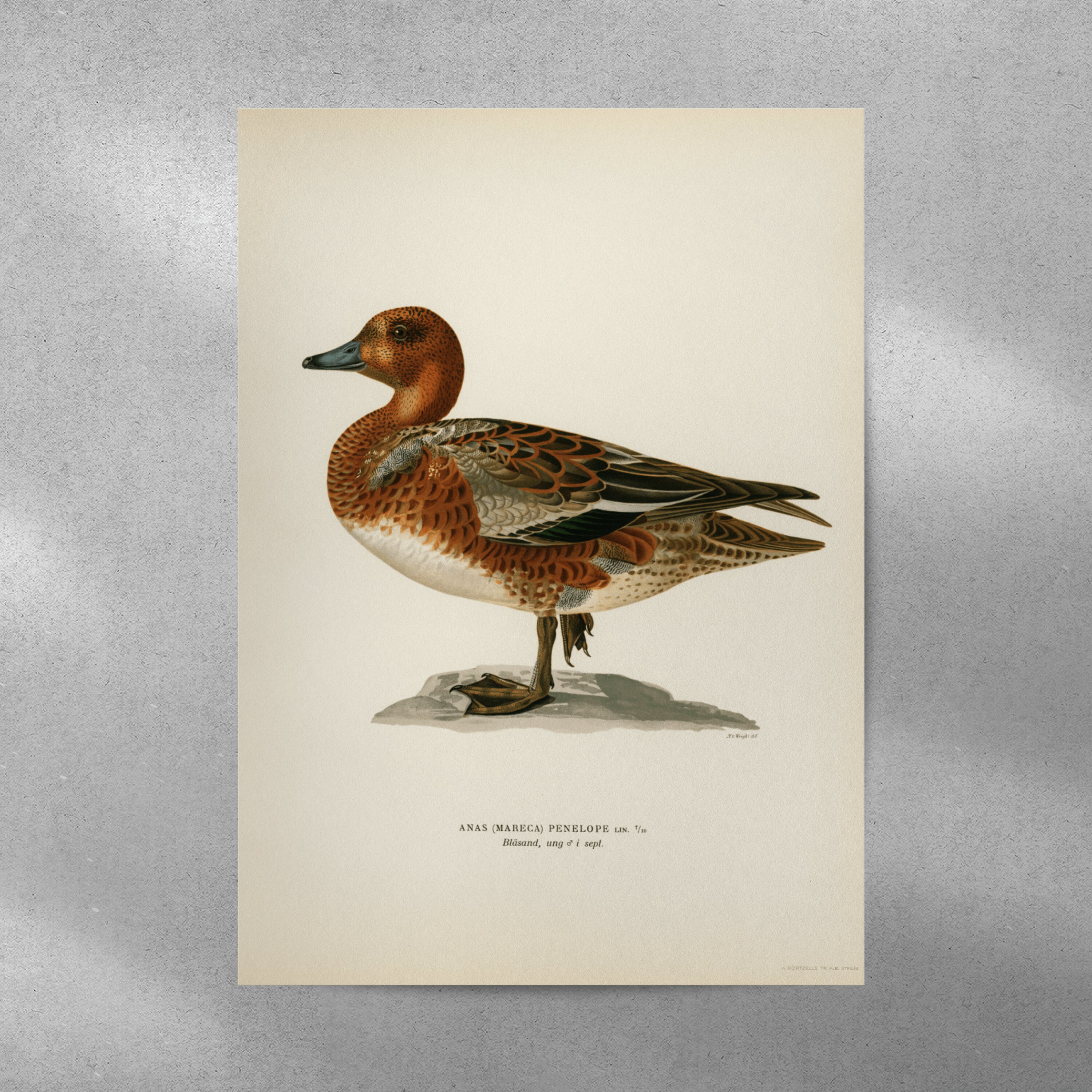 Wigeon Male Duck Bird Wall Art Print Poster | High Quality Archival ...