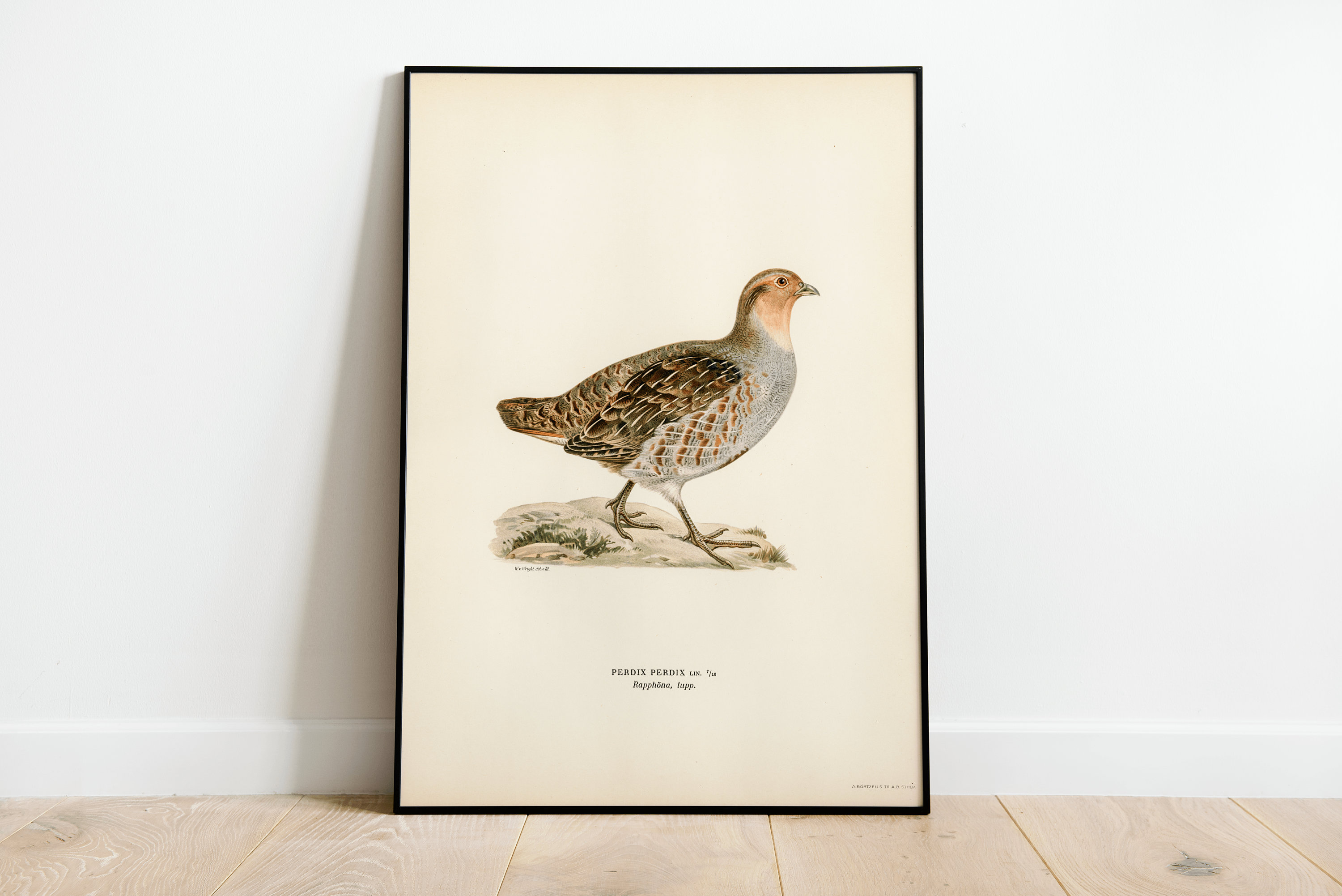 Grey Partridge Game Bird Wall Art Print Poster High Quality Archival ...