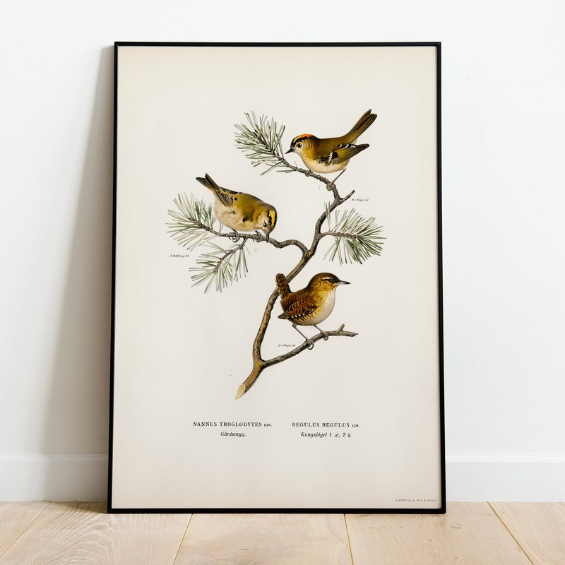 Wren Art Print - Etsy