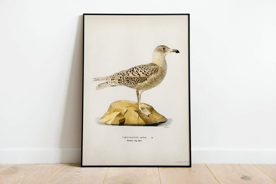Glaucous Gull Sea Bird Wall Art Print Poster | High Quality Archival ...
