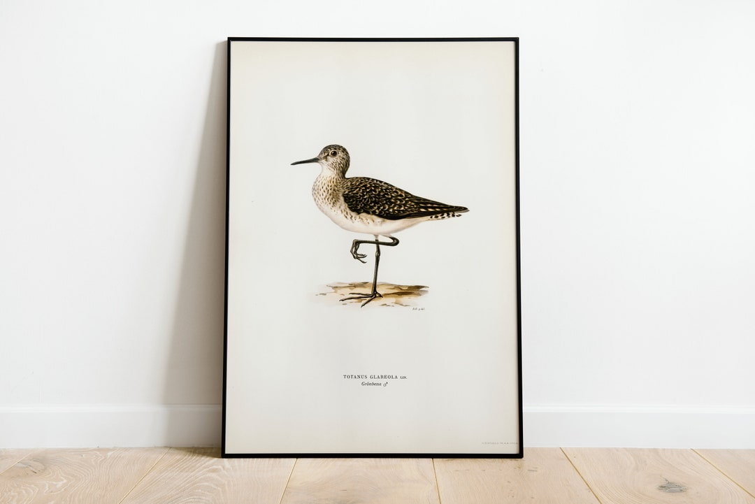 Wood Sandpiper Bird Wall Art Print Poster | High Quality Archival ...