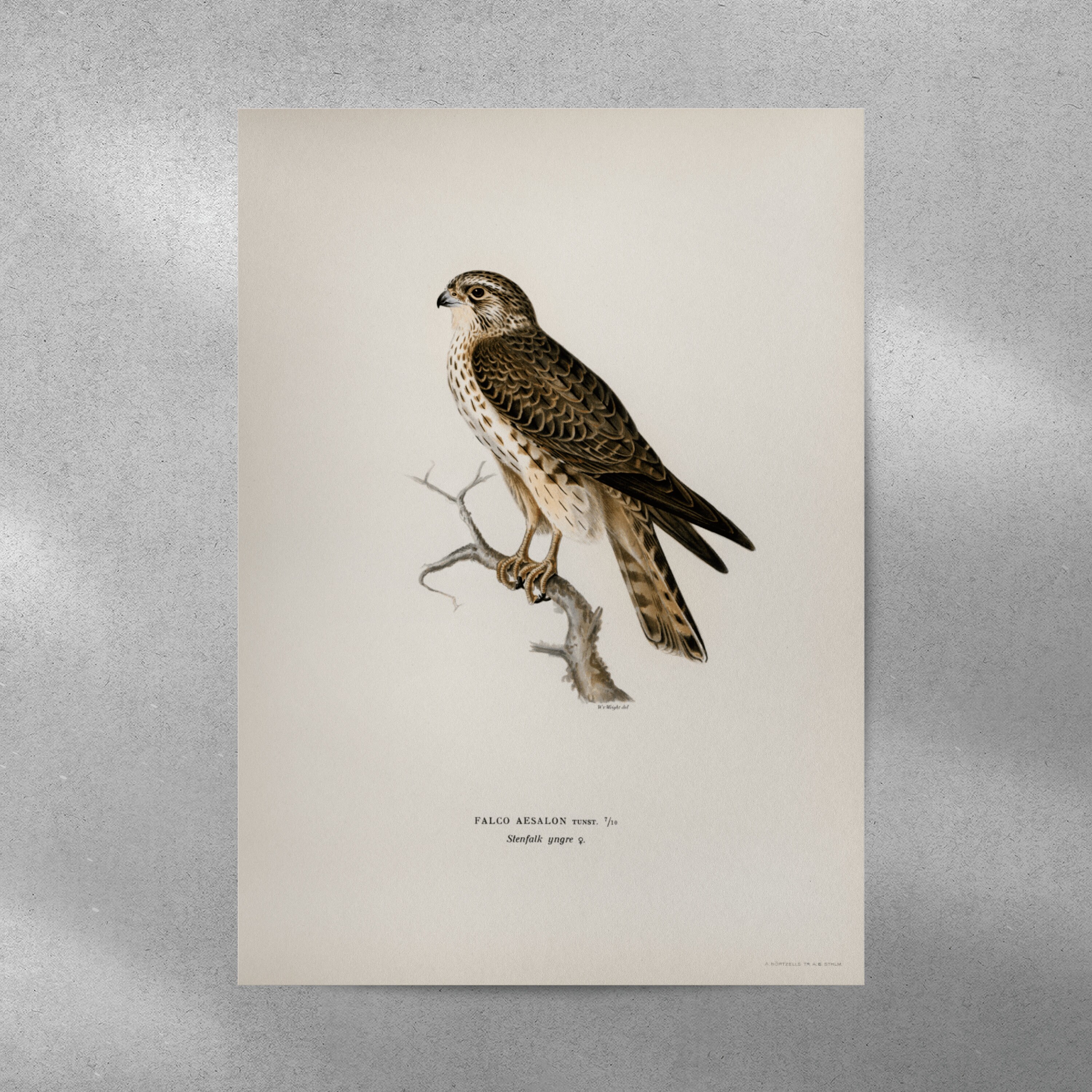 Merlin Female Bird of Prey Wall Art Print Poster High Quality Archival ...