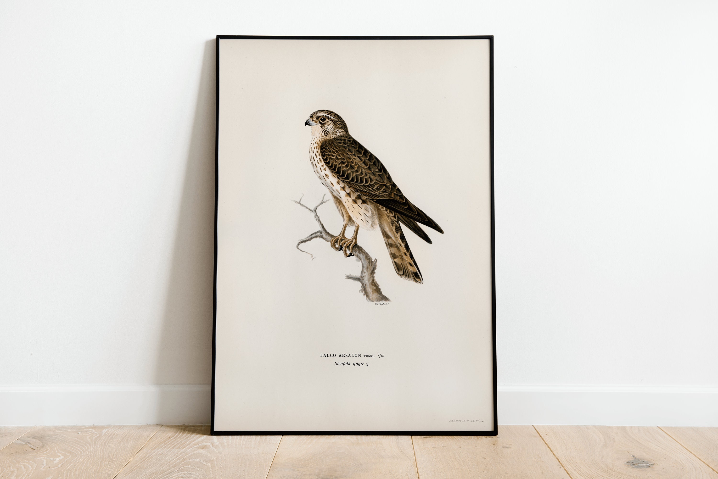 Merlin Female Bird of Prey Wall Art Print Poster High Quality Archival ...