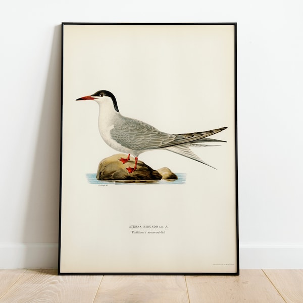 Common Tern - Etsy