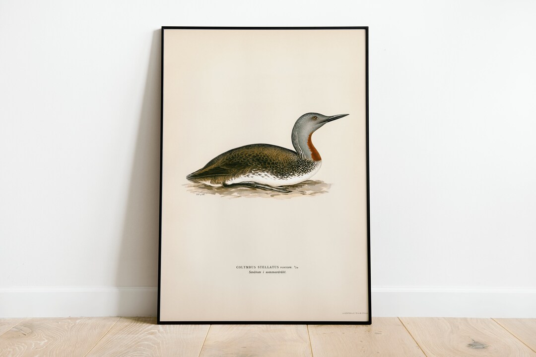 Red-throated Loon Bird Wall Art Print Poster | High Quality Archival ...