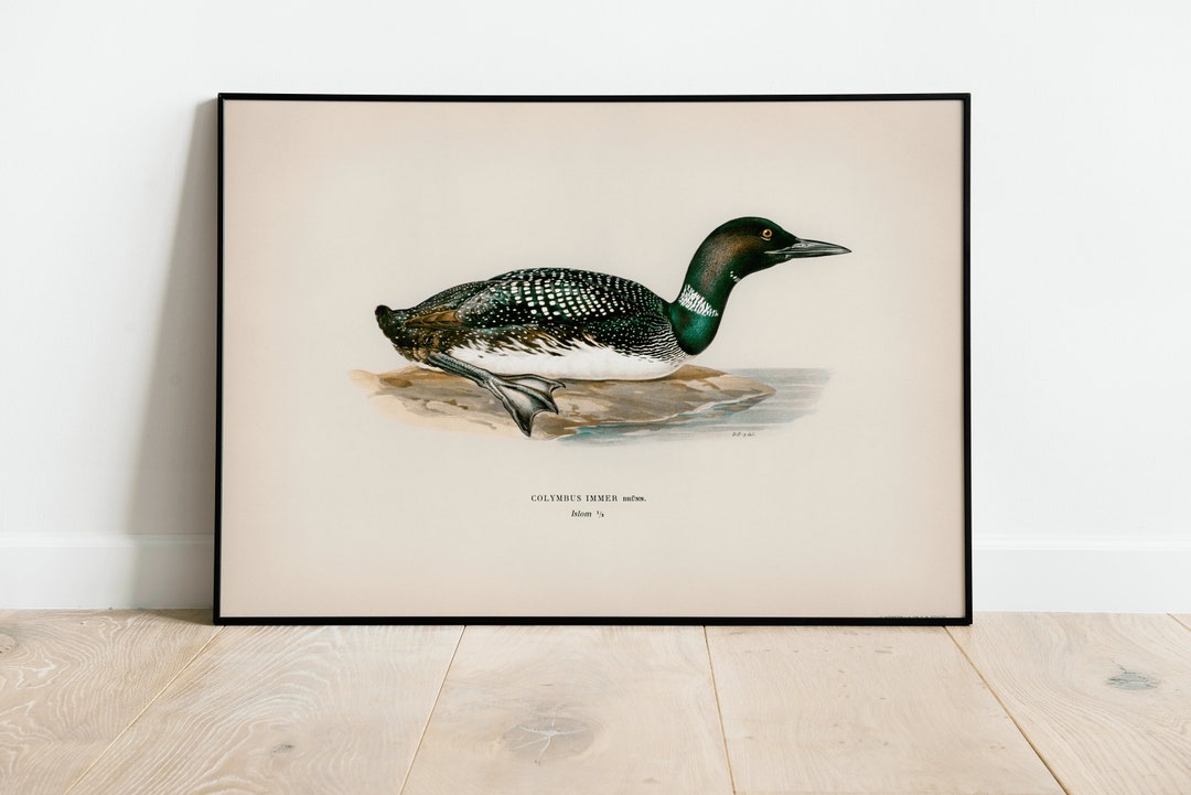 Common Loon Bird Wall Art Print Poster | A3 A4 | High Quality Archival ...