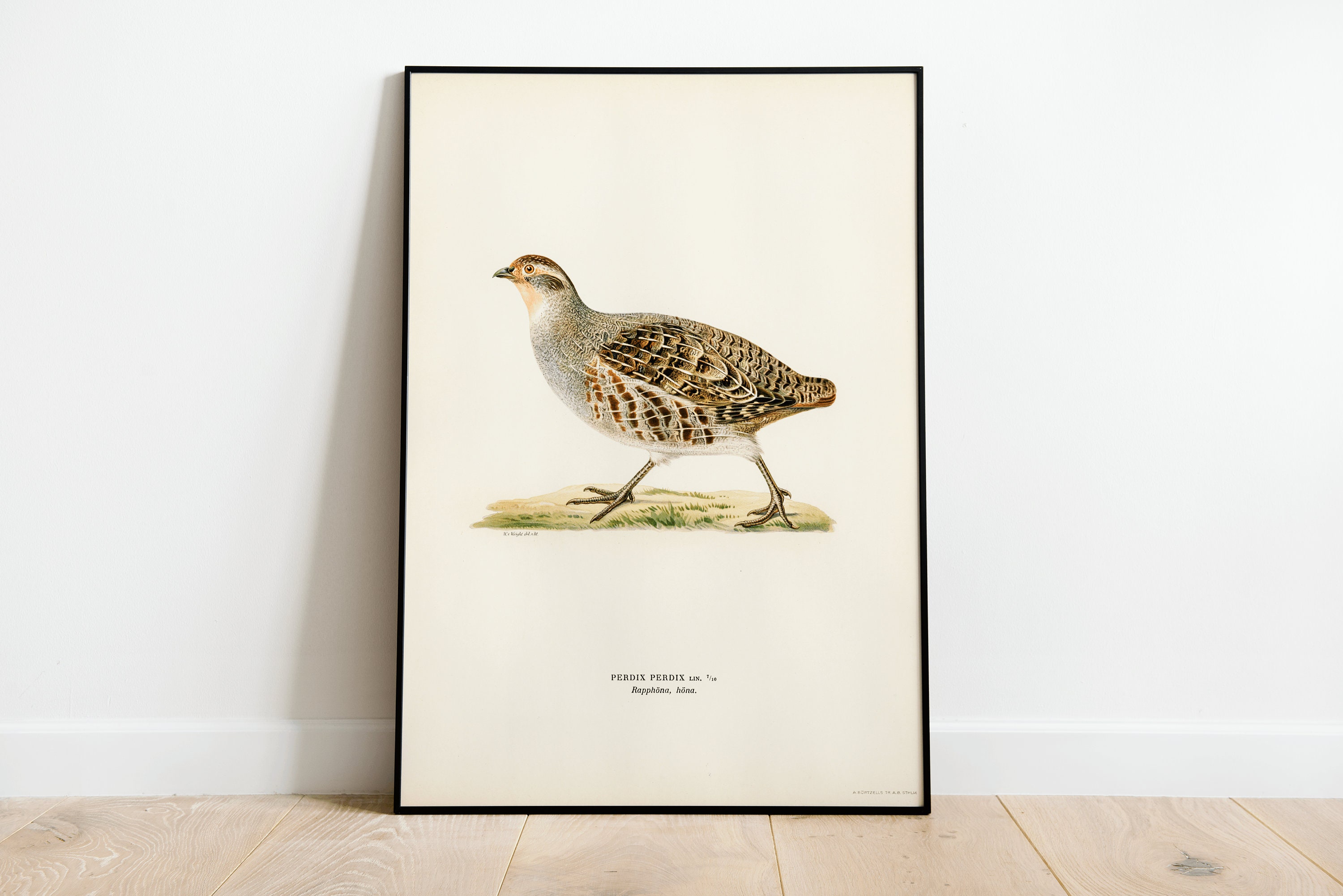 Grey Partridge Game Bird Wall Art Print Poster A3 A4 A5 - Etsy