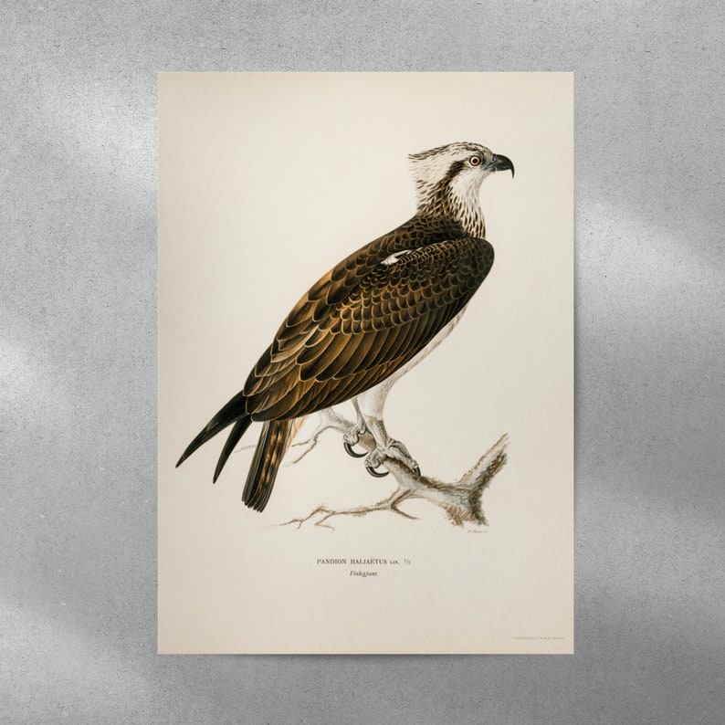 Osprey Bird of Prey Wall Art Print Poster | High Quality Archival ...