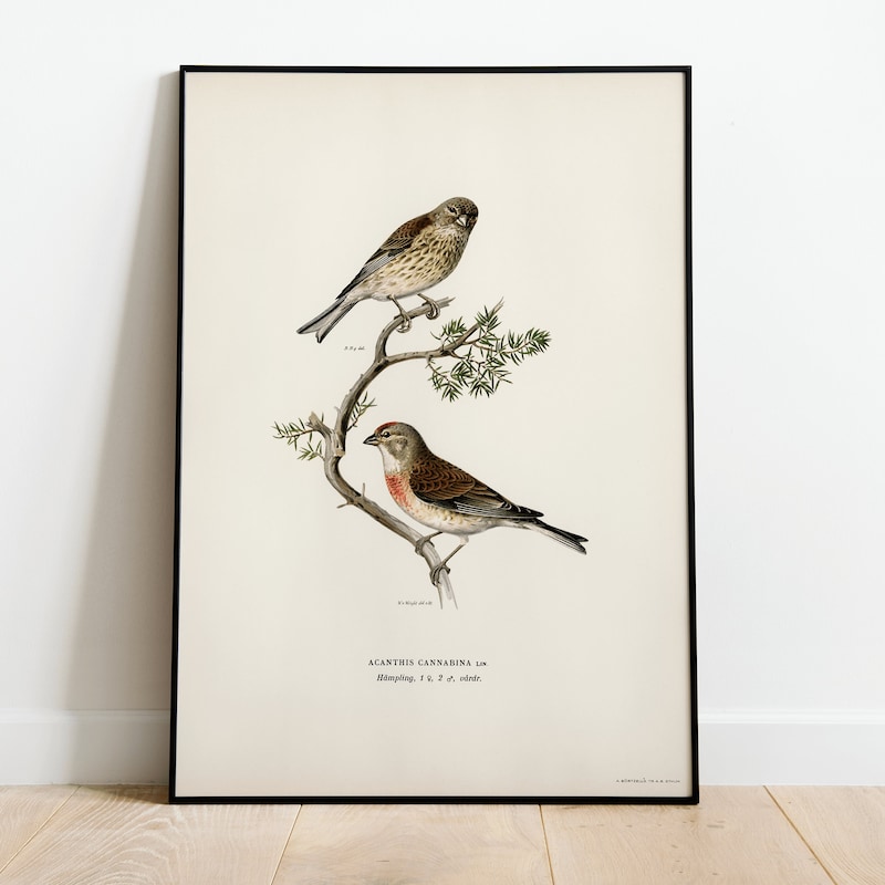 Linnet Pattern - Etsy