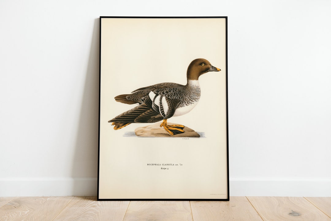 Goldeneye Duck Female Bird Wall Art Print Poster | High Quality ...