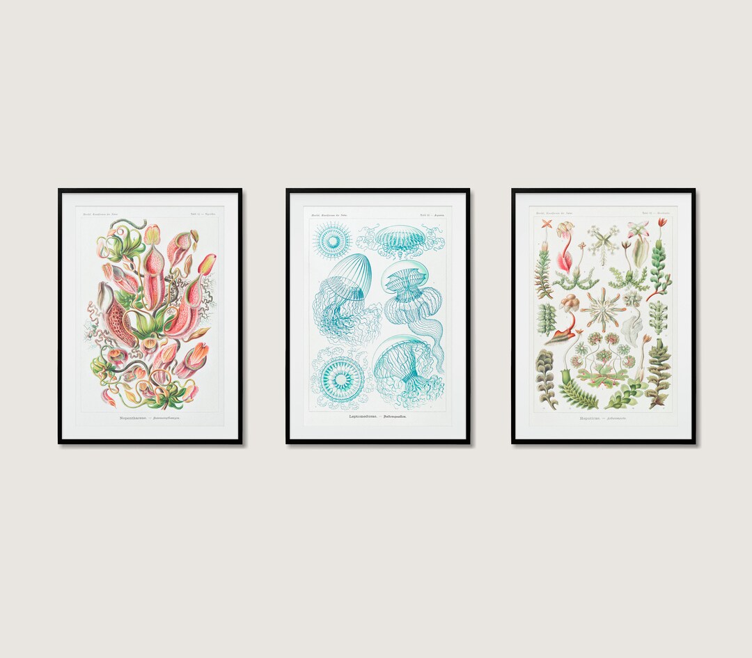 Ernst Haeckel Exhibition Collection Wall Art Print Poster | 3x A3 A4 A5 ...