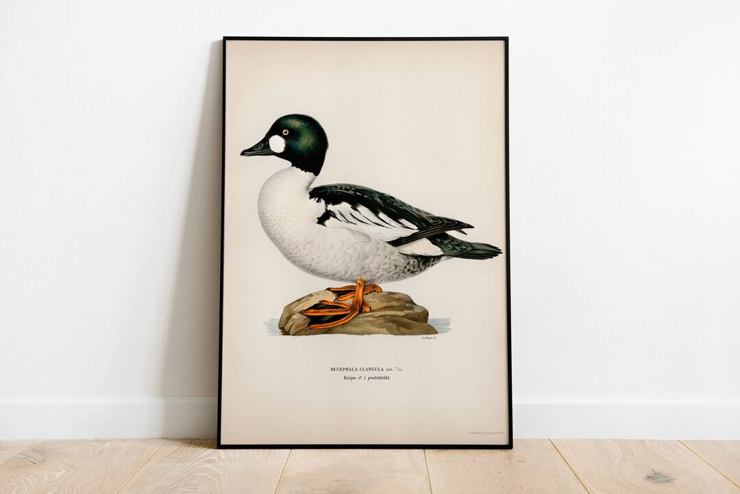 Goldeneye Duck Bird Wall Art Print Poster | High Quality Archival ...