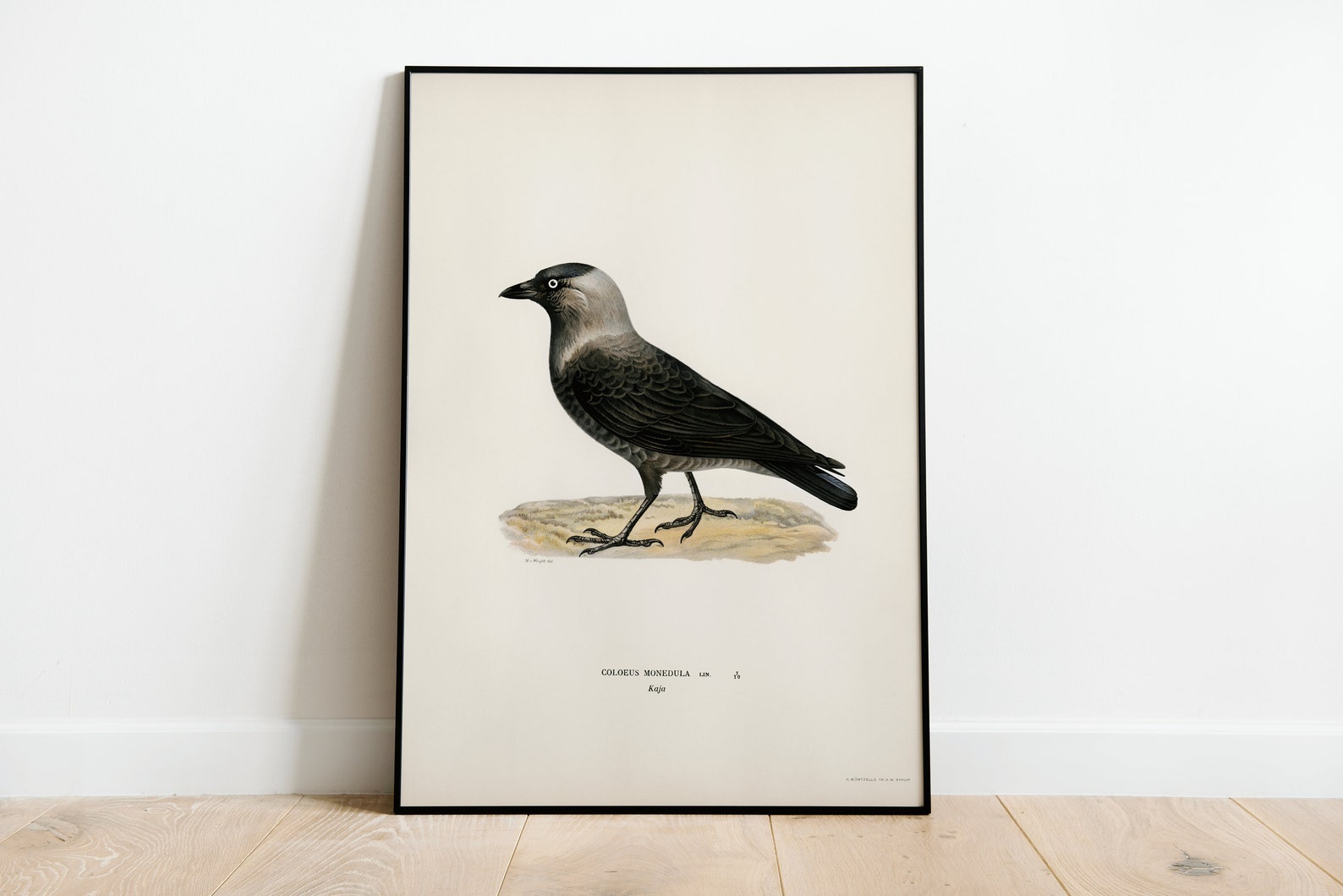 Jackdaw - Etsy