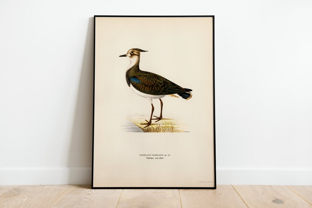 Lapwing Bird Wall Art Print Poster | High Quality Archival Classic Home ...