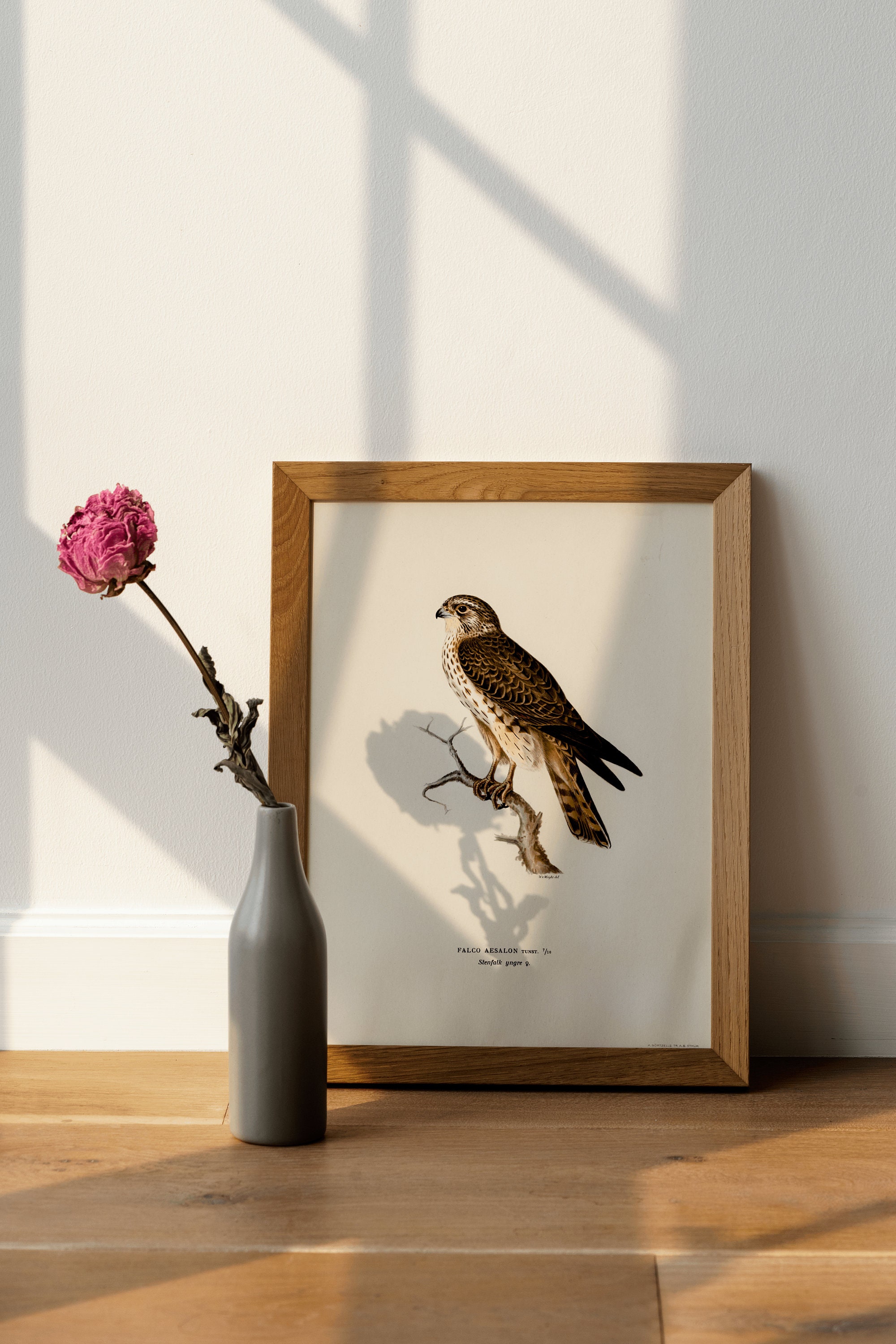 Merlin Female Bird of Prey Wall Art Print Poster High Quality Archival ...