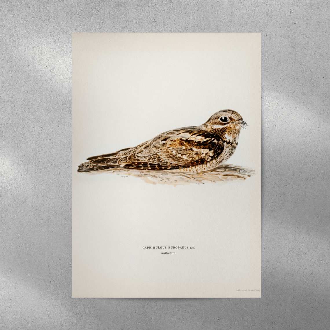 Nightjar Bird Wall Art Print Poster | High Quality Archival Classic ...