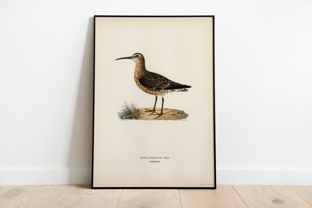 Curlew Sandpiper Bird Wall Art Print Poster | High Quality Archival ...