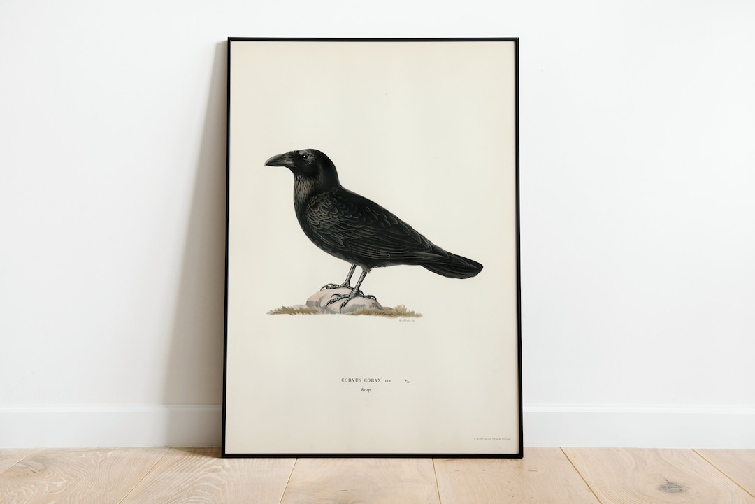 Common Raven Bird Wall Art Print Poster | High Quality Archival Classic ...