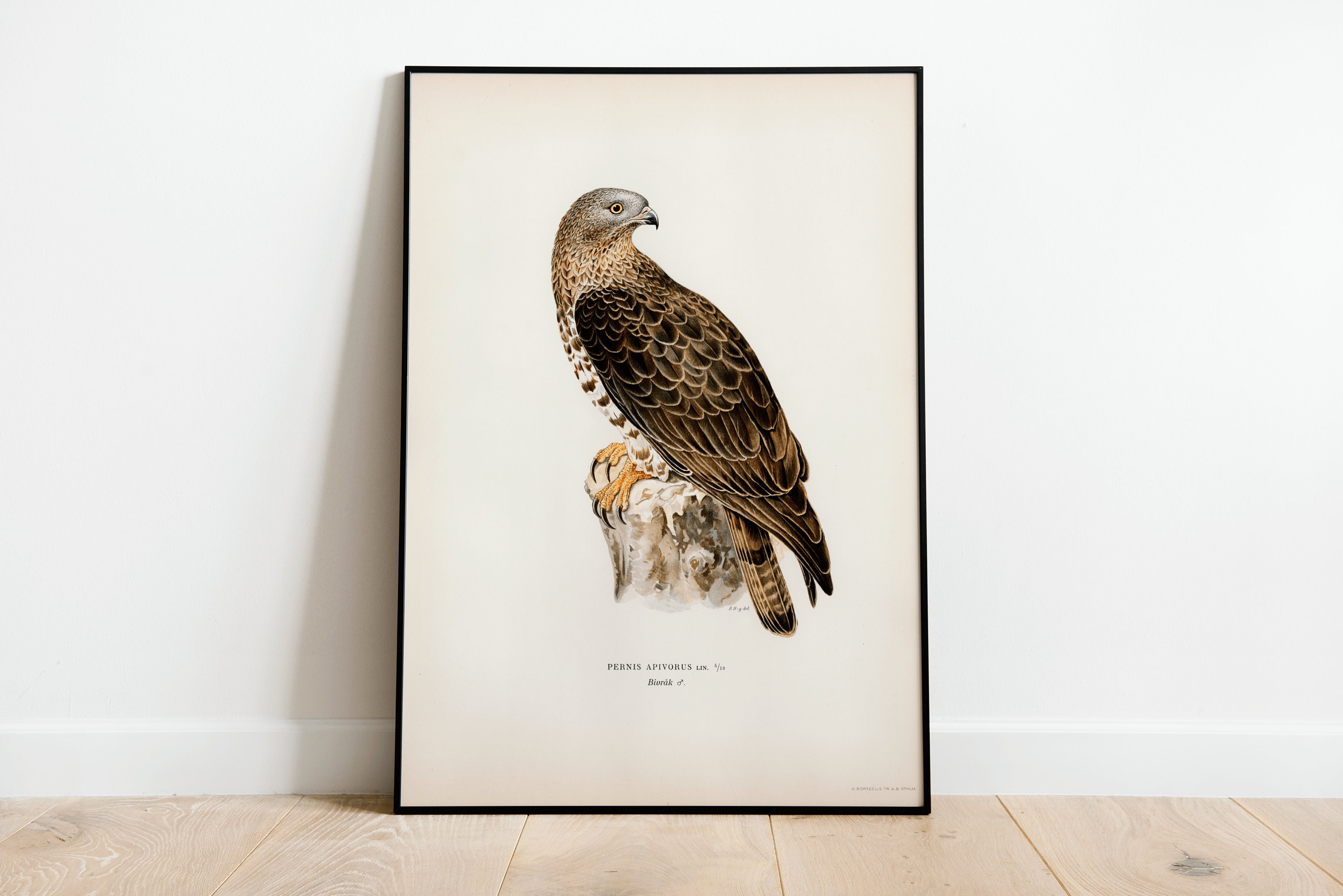 Honey Buzzard Bird of Prey Wall Art Print Poster | High Quality ...