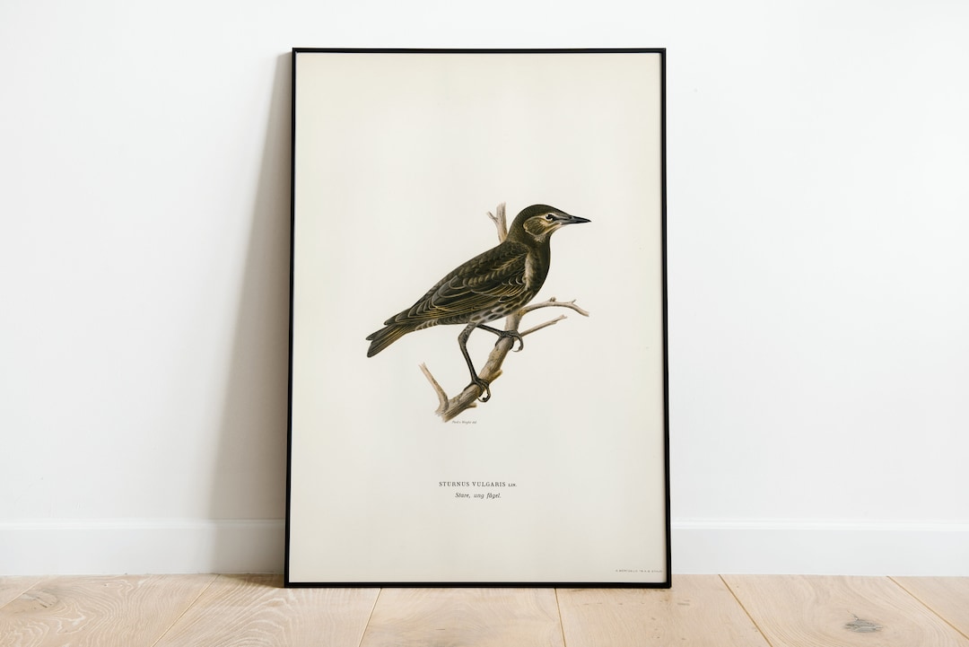 Star Vogel Wand Kunst Druck Poster | Hochwertiges Archival Classic Home ...