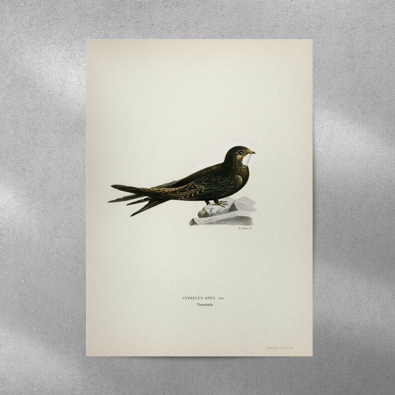 Swallows Bird Collection Wall Art Print Poster Swallow Swift - Etsy