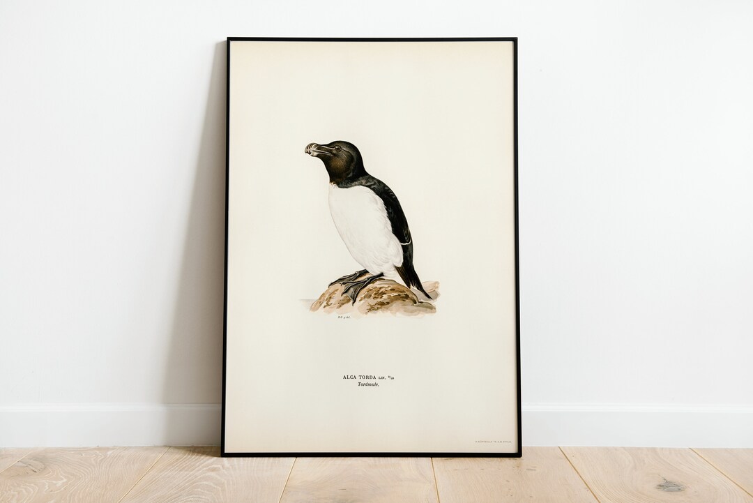 Razorbill Bird Wall Art Print Poster | High Quality Archival Classic ...