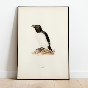 Razorbill Bird Wall Art Print Poster | High Quality Archival Classic ...