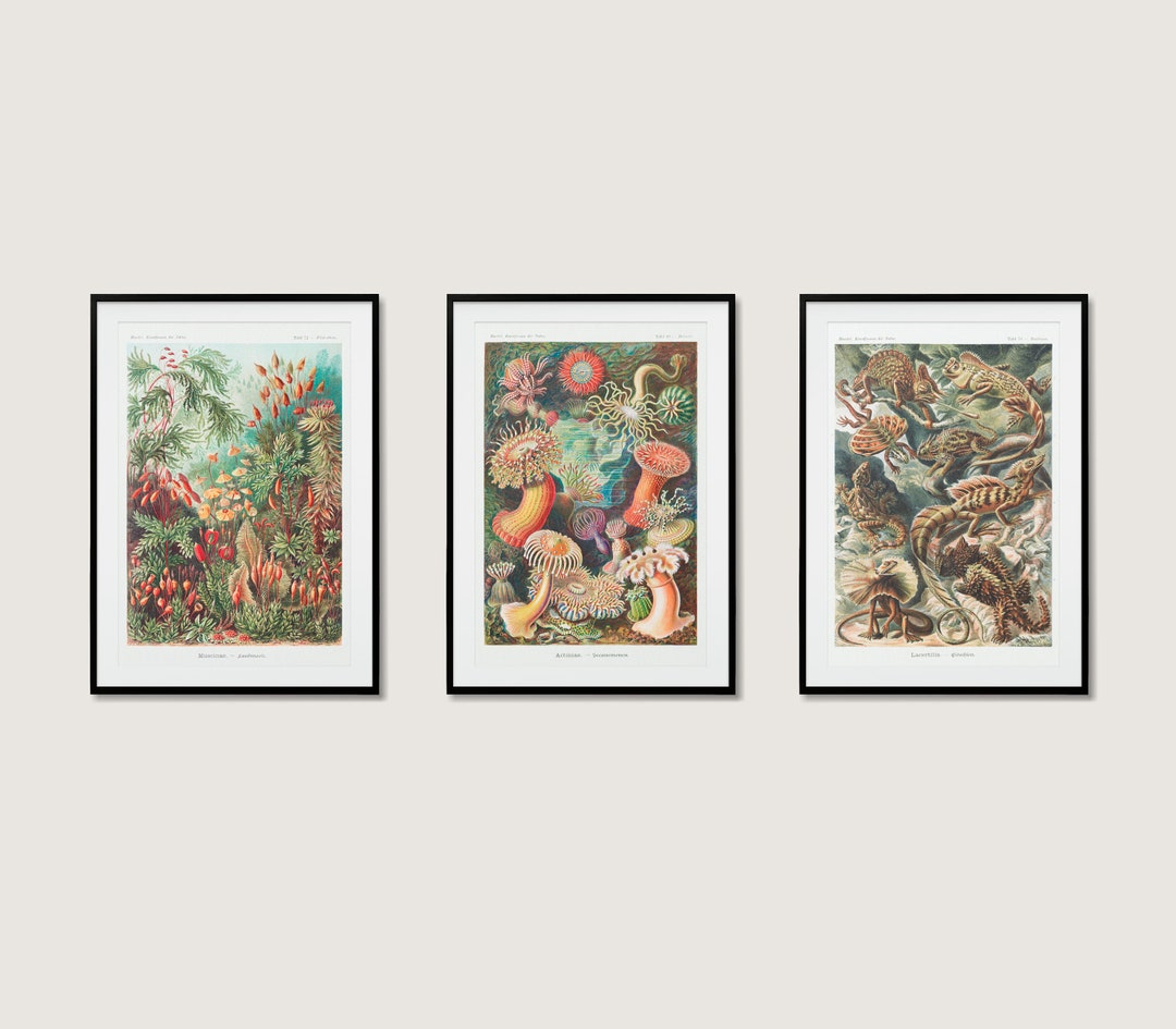 Ernst Haeckel Exhibition Collection Wall Art Print Poster | 3x A3 A4 A5 ...